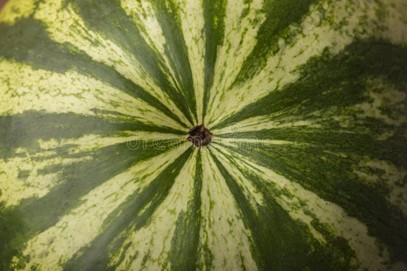 The Texture of the Watermelon Rind. Close-up Stock Photo - Image of ...