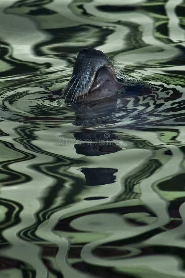 The Tip of the Seal Nose. the Texture of the Waves and Ripples is Green ...
