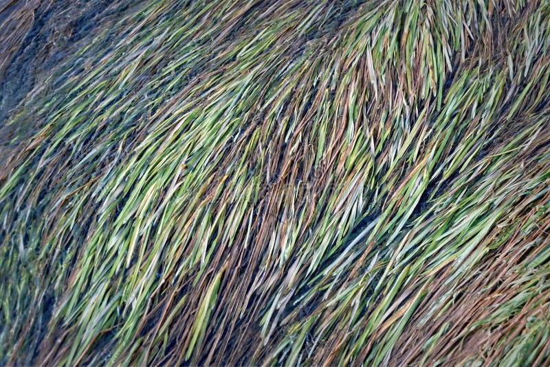 Texture of wet grass stock photo. Image of crop, soil - 308544212