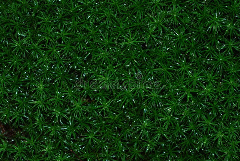 Texture of Wet Grass after Rain Stock Image - Image of fresh, meadow ...