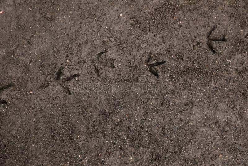 Texture of Wet Ground Surface As Background, Top View Stock Photo ...