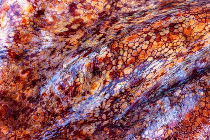 113 Octopus Skin Texture Stock Photos - Free & Royalty-Free Stock ...