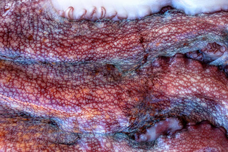 The Texture of the Wet Skin of a Large Octopus. Stock Image - Image of ...