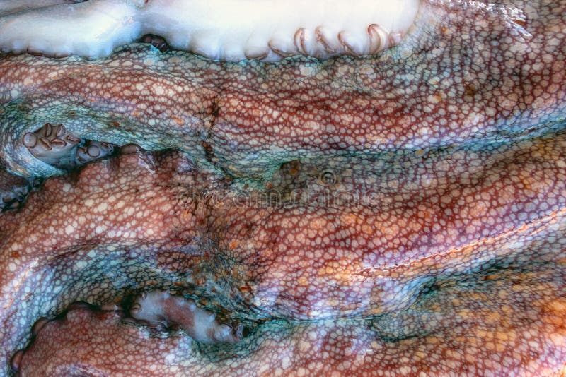 The Texture of the Wet Skin of a Large Octopus. Bright Abstract ...