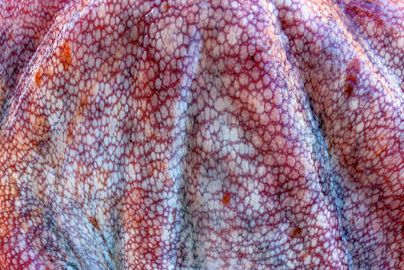 The Texture of the Wet Skin of a Large Octopus. Stock Image - Image of ...