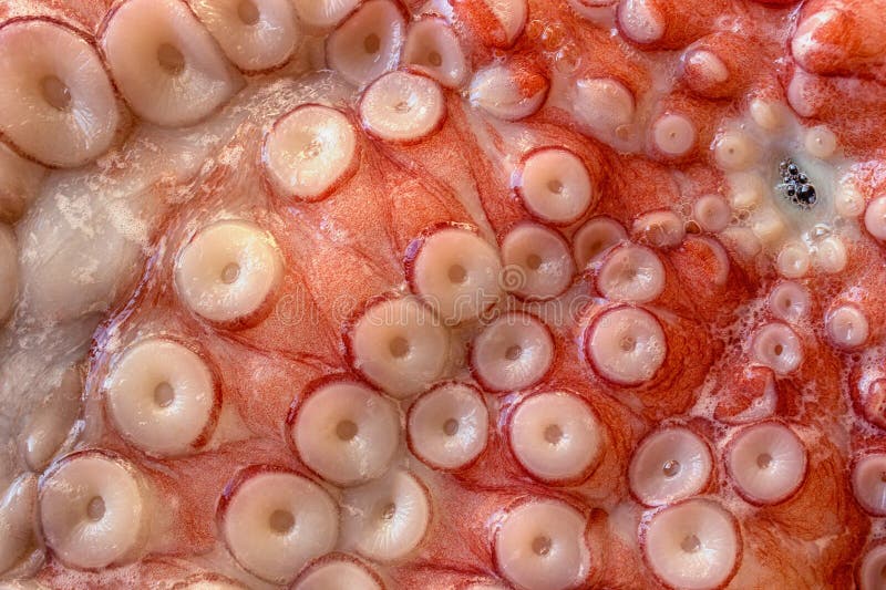 The Texture of the Wet Skin of a Large Octopus. Bright Abstract ...