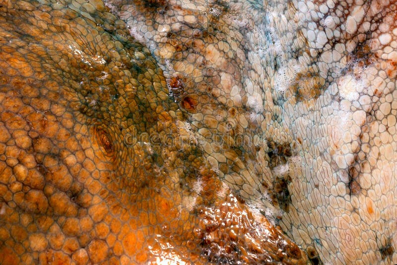 The Texture of the Wet Skin of a Large Octopus. Bright Abstract ...
