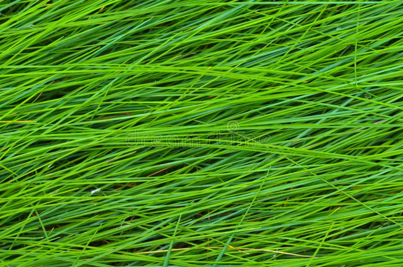 5,513 Tall Grass Texture Photos - Free & Royalty-Free Stock Photos from ...