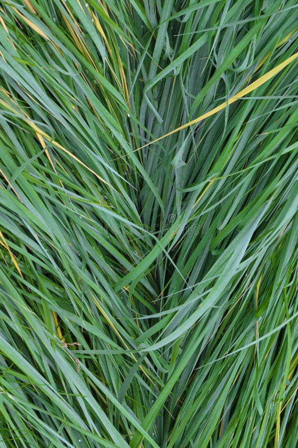 The Texture Of The Wet Tall Grass. Stock Image - Image of background ...