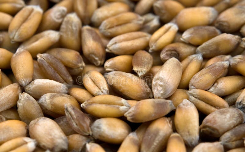 Texture wheat stock photo. Image of staple, eating, healthy - 20644898