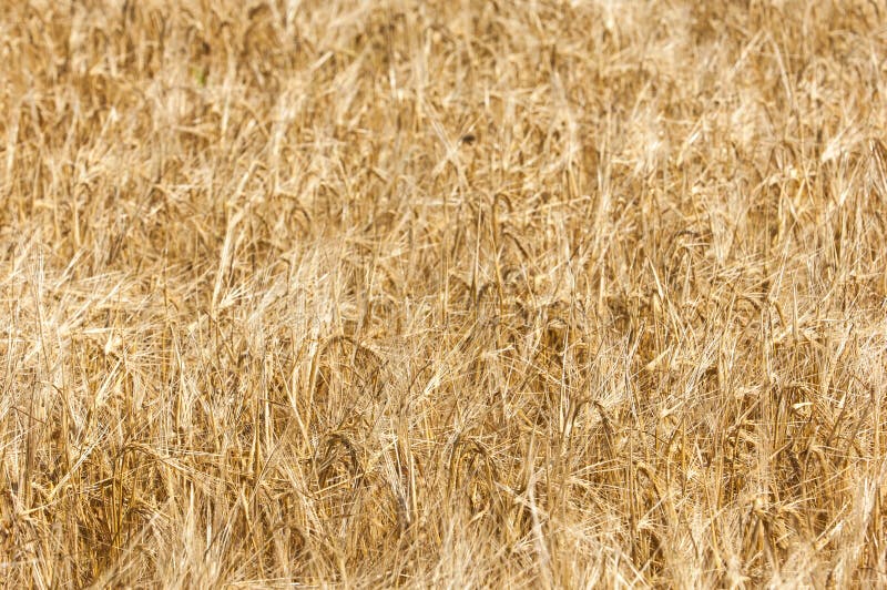 The Texture of a Wheat Field. Stock Photo - Image of plant, design ...