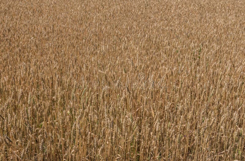 The Texture of a Wheat Field. Stock Image - Image of meal, ripe: 110444539