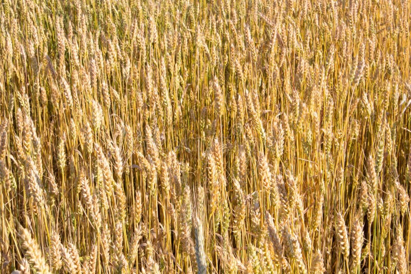 Texture wheat field stock photo. Image of brilliant, heaven - 58690762