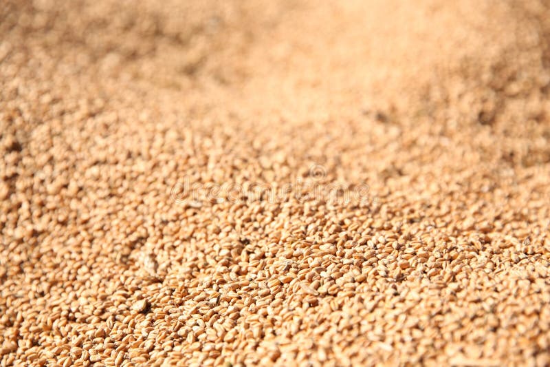 Texture of Wheat Grains As Background, Closeup Stock Photo - Image of ...