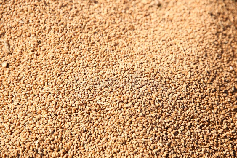 Texture of Wheat Grains As Background, Closeup Stock Image - Image of ...