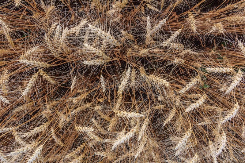 Texture of wheat stock image. Image of golden, nature - 96422555