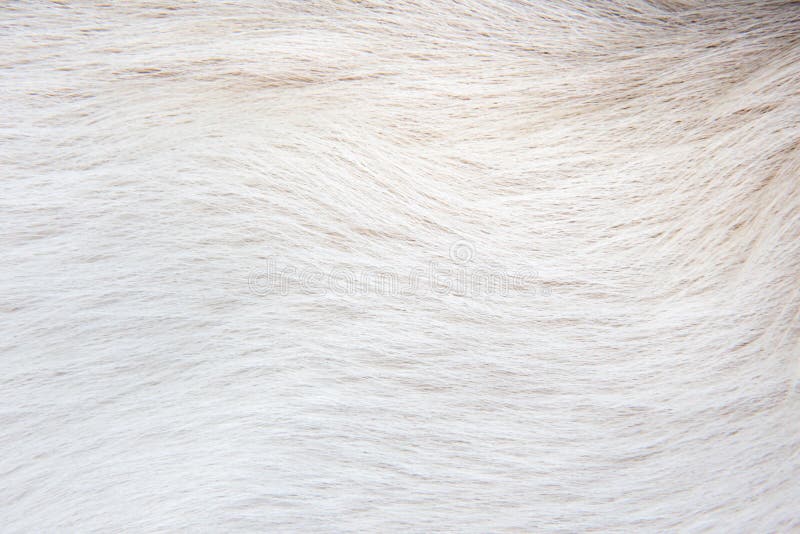 Texture White Animal Fur of a White Dog Stock Image - Image of fabric ...