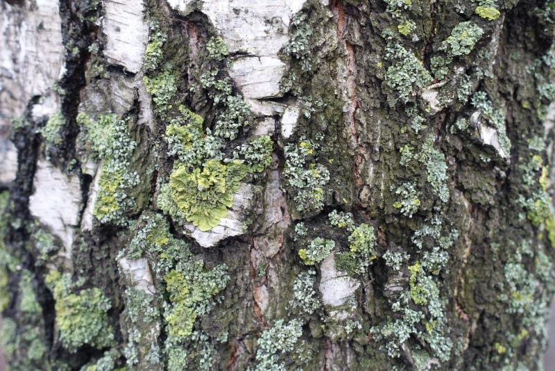Texture of White Bark of Birch Tree with Lichen and Moss in December ...