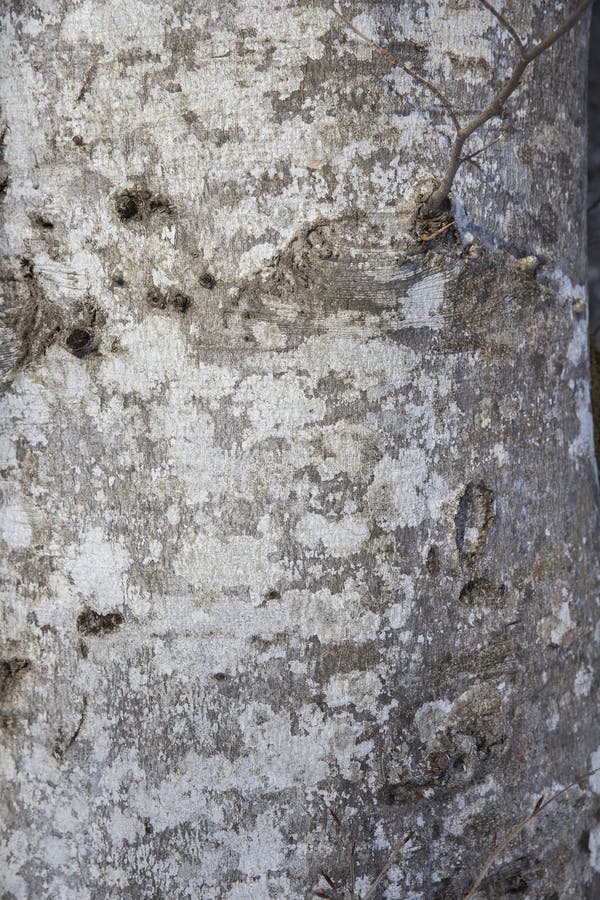 Texture of the White Bark of a Tree in the Forest Stock Image - Image ...