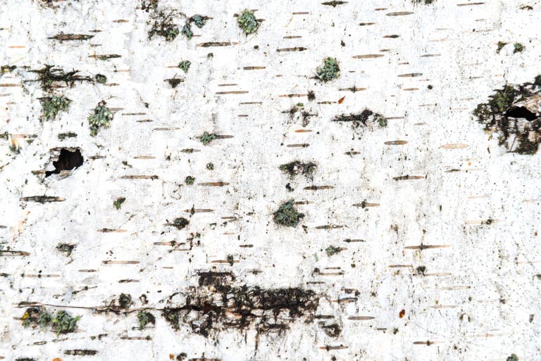 2,197 Birch Bark Paper Nature Background Stock Photos - Free & Royalty ...