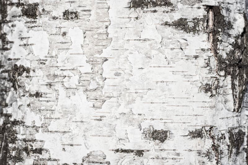 Texture of White Birch Bark, Pattern Background. Stock Photo - Image of ...