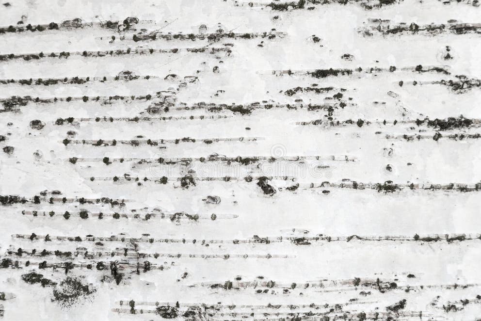 Texture of White Birch Tree Bark Stock Photo - Image of textured, bark ...