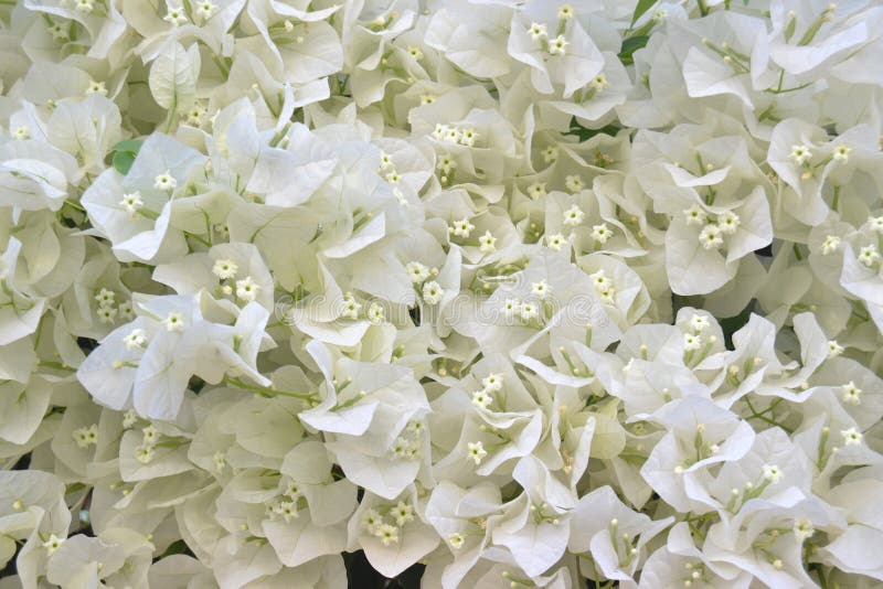 Texture of white flowers stock image. Image of bloom - 158238503