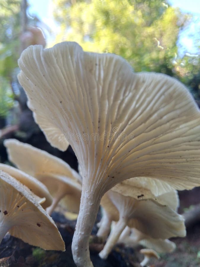 Texture of a White Mushroom Cluster Seen from the Underside Stock Photo ...