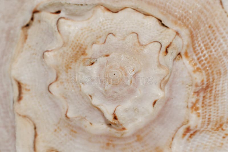 Texture of a White Seashell Close-up, Sea Shell Macro Stock Image ...