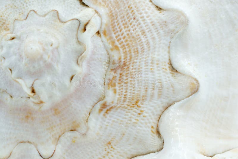 Texture of a White Seashell Close-up, Sea Shell Macro Stock Image ...