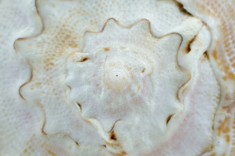 Texture Of A White Seashell Close-up, Sea Shell Macro Stock Image ...