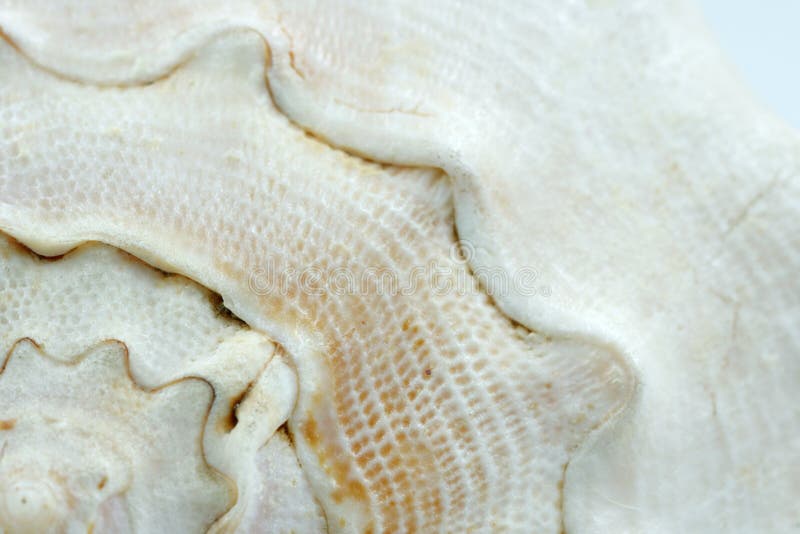 Texture of a White Seashell Close-up, Sea Shell Macro Stock Photo ...