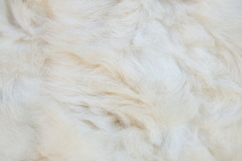 The Texture of White Wool. White Wool Background Stock Image - Image of ...