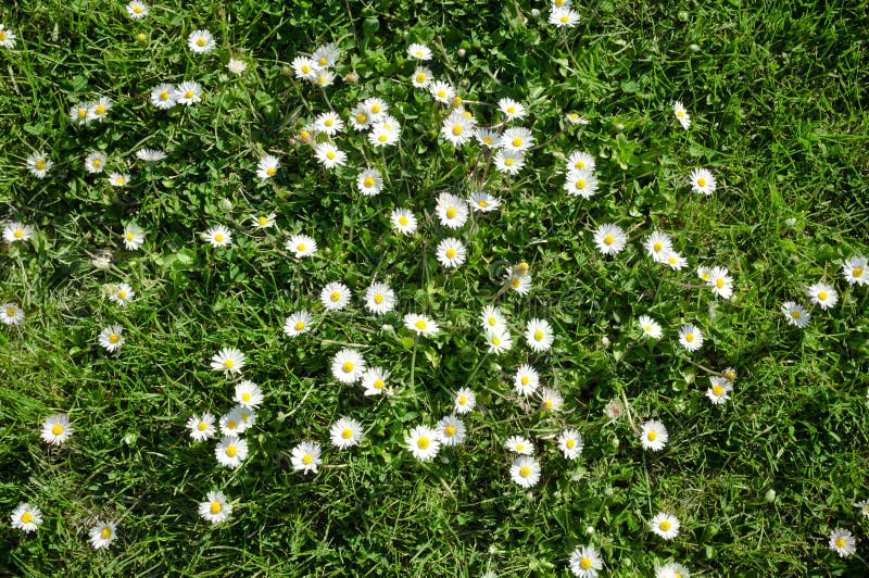 Texture of Wild Daisies in Spring Stock Image - Image of meadow ...