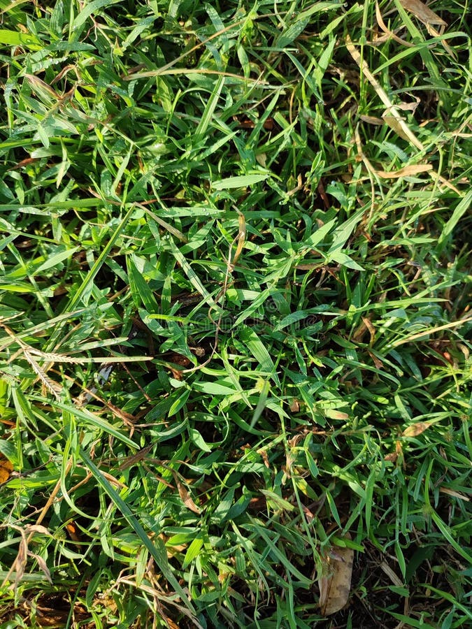Texture of Wild Grass on the Edge of the Rice Fields Stock Photo ...