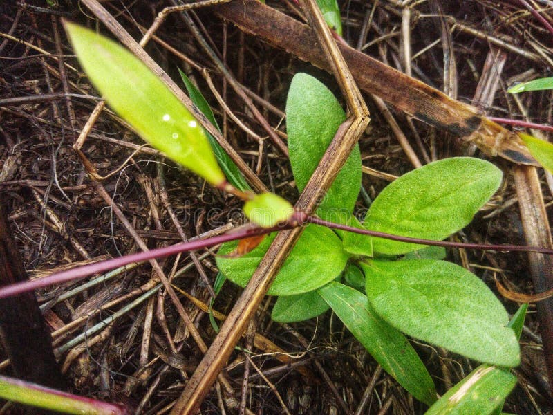 The Texture of Wild Plants that Thrive in Indonesian Kalimantan 16 ...