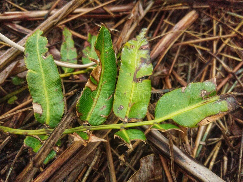 The Texture of Wild Plants that Thrive in Indonesian Kalimantan 18 ...