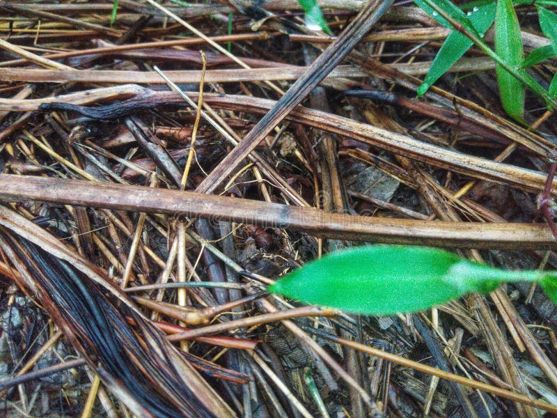 The Texture of Wild Plants that Thrive in Indonesian Kalimantan 20 ...