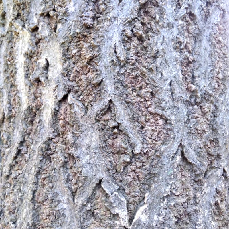 Texture of wild tree bark stock image. Image of branch - 265726451