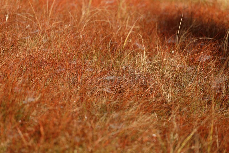 Dry Leave of Grass on the Grass Background Stock Photo - Image of grass ...