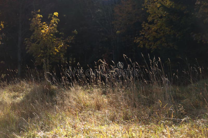 Dry Leave of Grass on the Grass Background Stock Image - Image of fresh ...