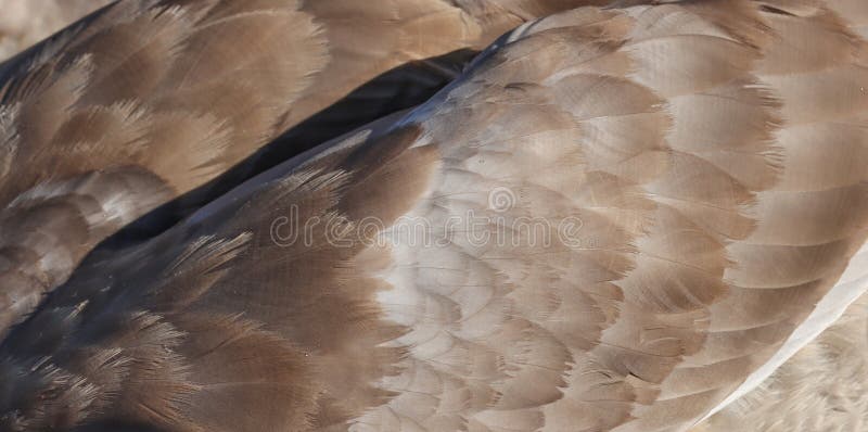 The Texture of the Wings of a Young Swan Stock Image - Image of ...