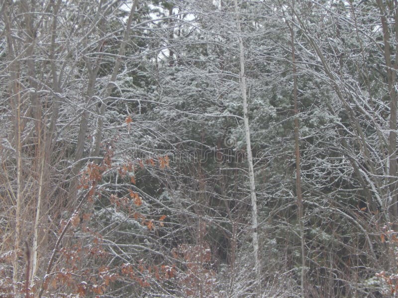 Texture of the Winter Nature of Plants Stock Photo - Image of natural ...