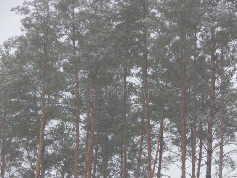 Texture of the Winter Nature of Plants Stock Image - Image of ...