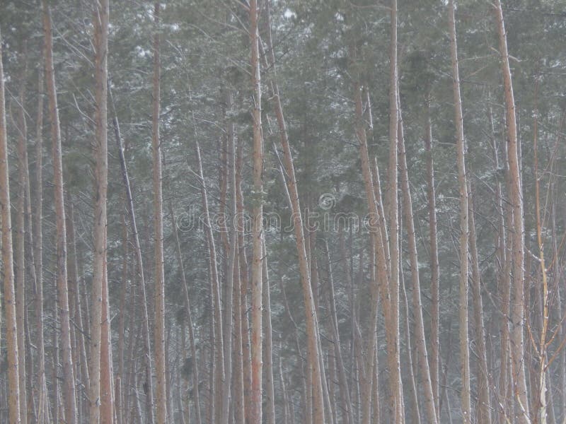 Texture of the Winter Nature of Plants Stock Photo - Image of macro ...