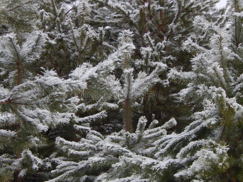 Texture of the Winter Nature of Plants Stock Photo - Image of forest ...