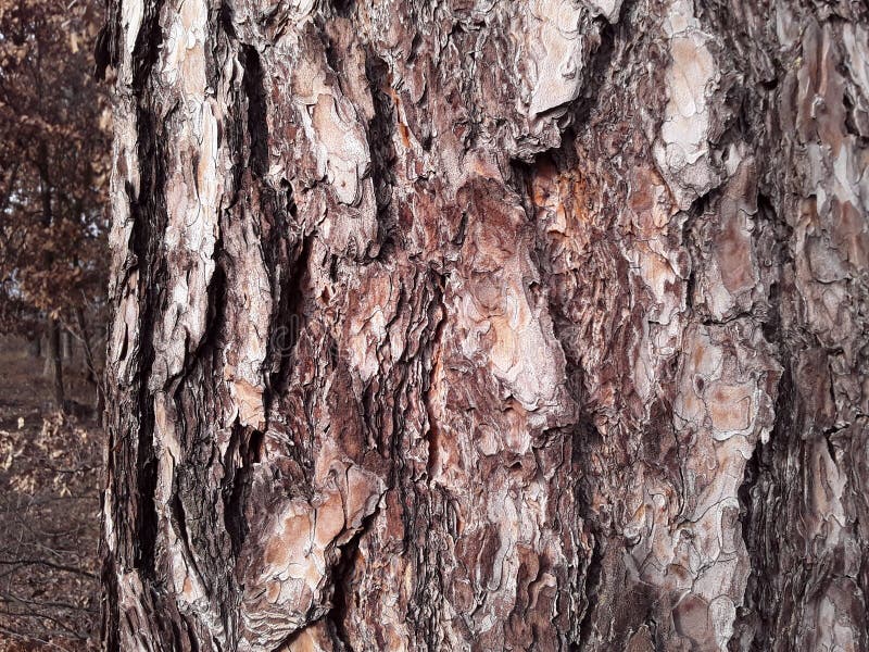 Texture of Winter Pine Tree Bark with Ice Stock Photo - Image of plant ...