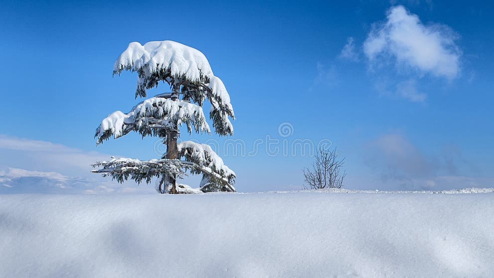 Texture of Winter Tar Trees Stock Image - Image of landscape ...
