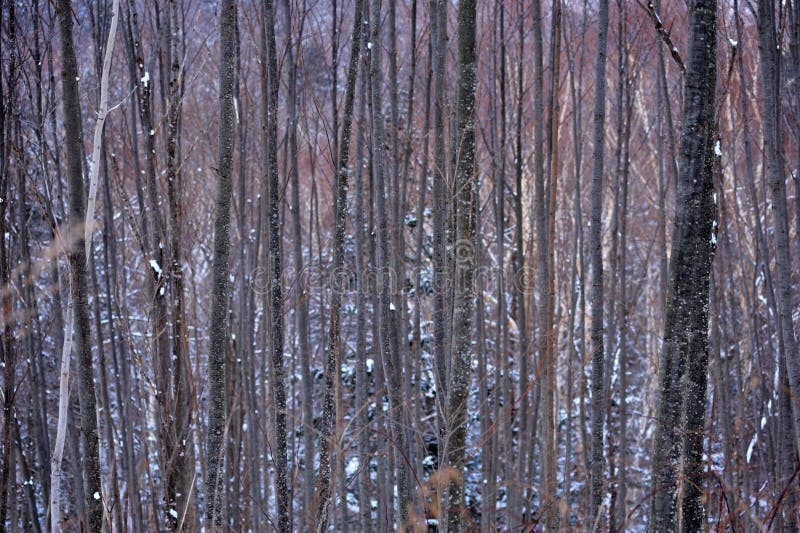 Texture of Winter Tree Trunks Stock Image - Image of bright, snow ...