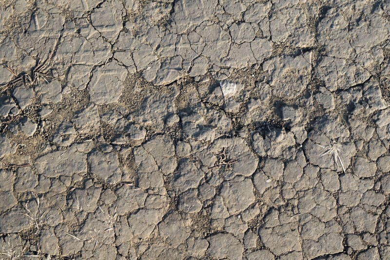 Texture of withered earth stock photo. Image of fissure - 59263998